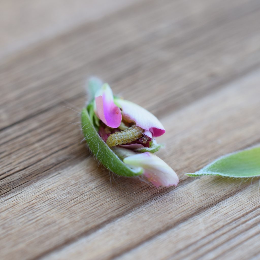 budworm in geranium flower bud | The Fancy Garden