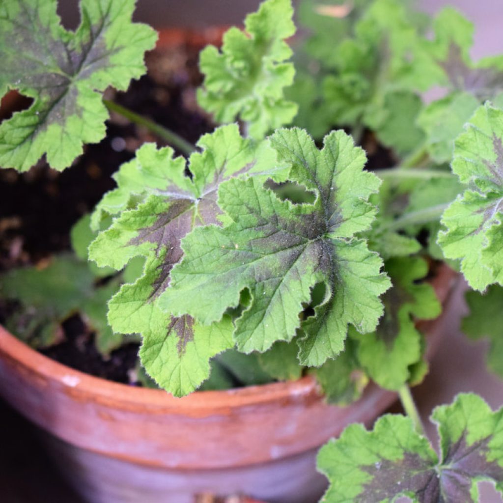 chocolate-mint-scented-geranium_orig | The Fancy Garden