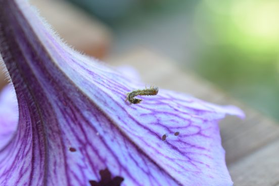 dead budworm from monterey b.t. spray | The Fancy Garden
