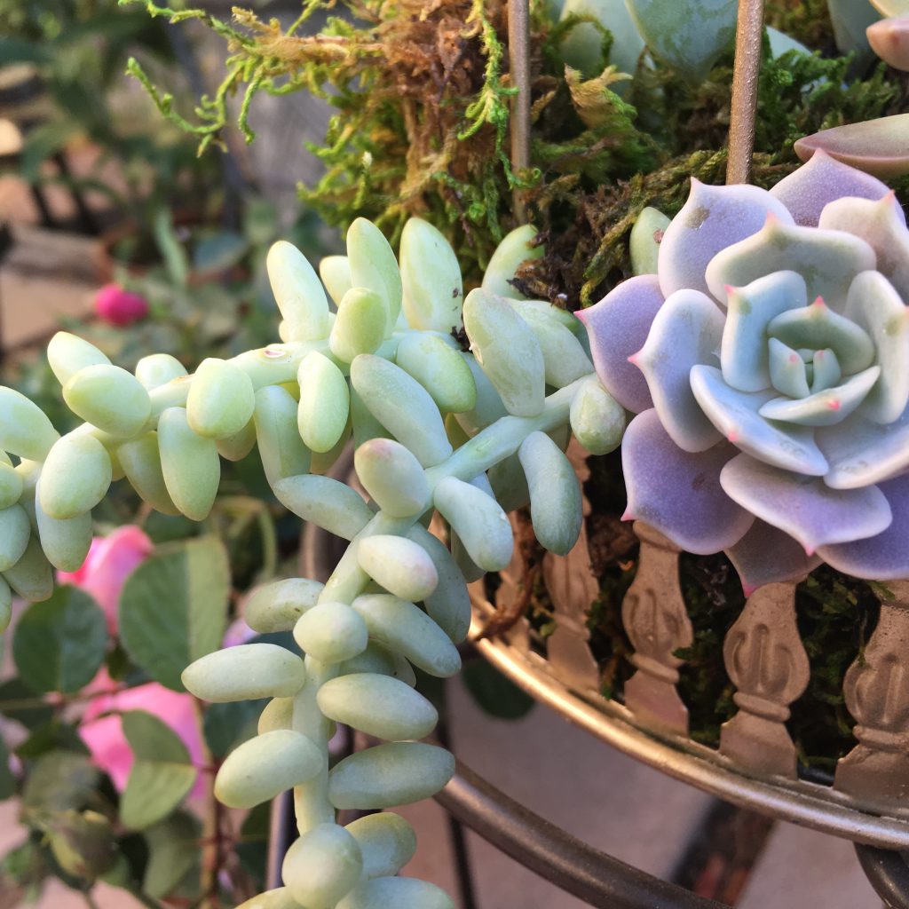 lola succulent in birdcage | The Fancy Garden