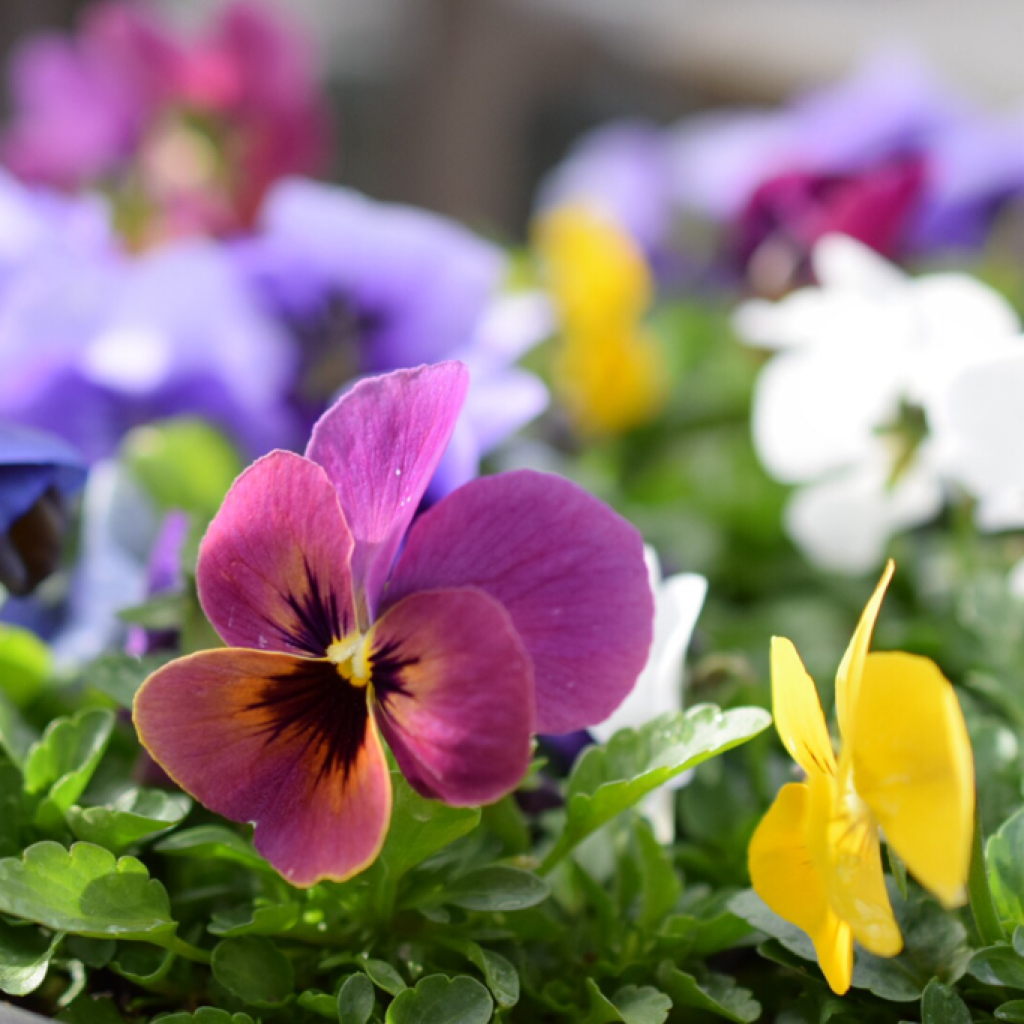 mixed pansies | The Fancy Garden
