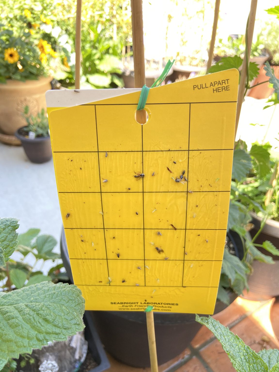 Insect Sticky Traps- Organic Pest Control | The Fancy Garden