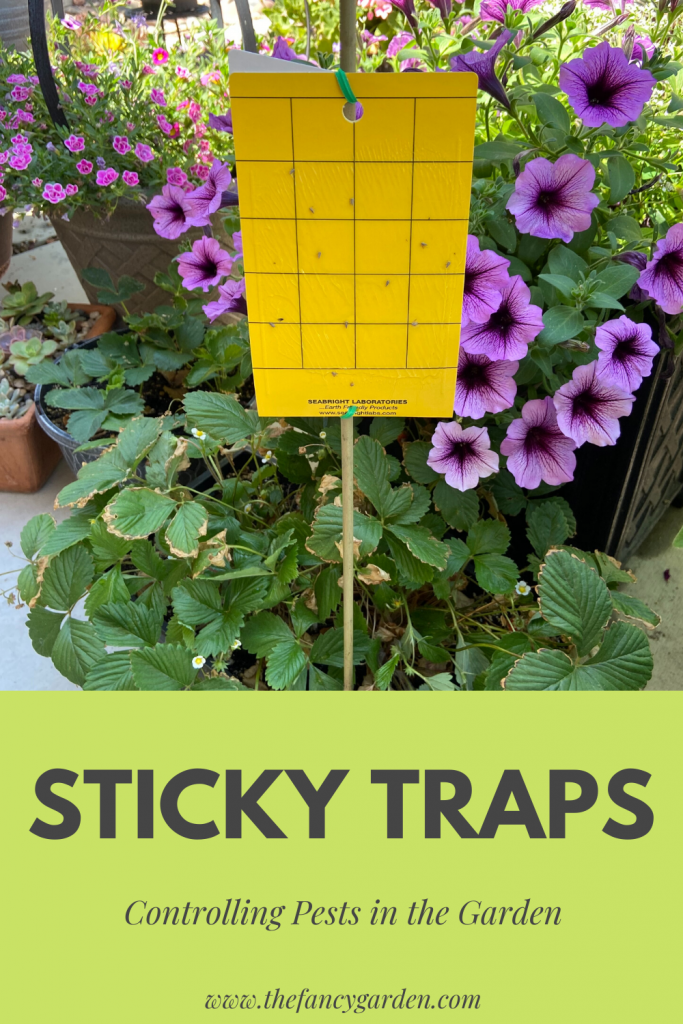Sticky Traps- Controlling Pests in the Garden | The Fancy Garden
