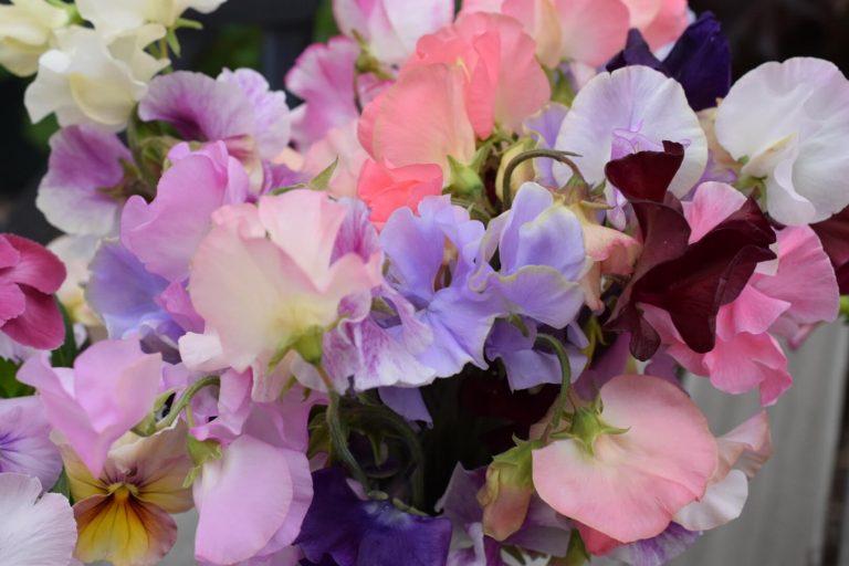 How to Grow AMAZING Sweet Peas in Containers