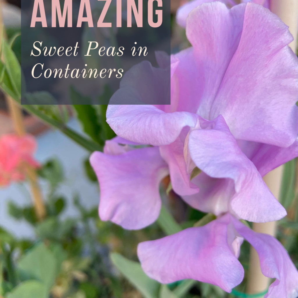 How-to-Grow-Amazing-Sweet-Peas-in-Containers | The Fancy Garden