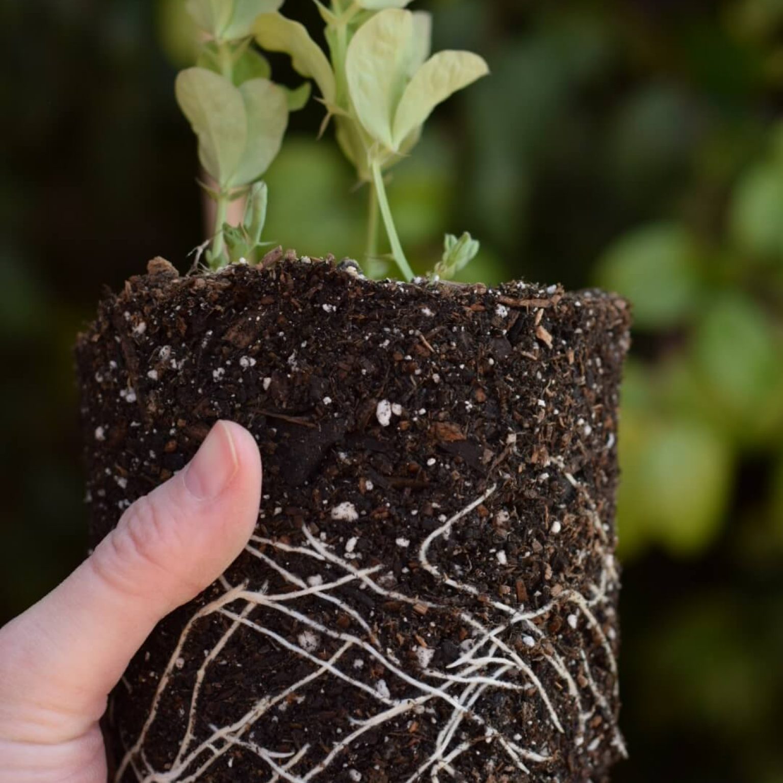 Root-system-of-fall-sown-sweet-pea-plant | The Fancy Garden