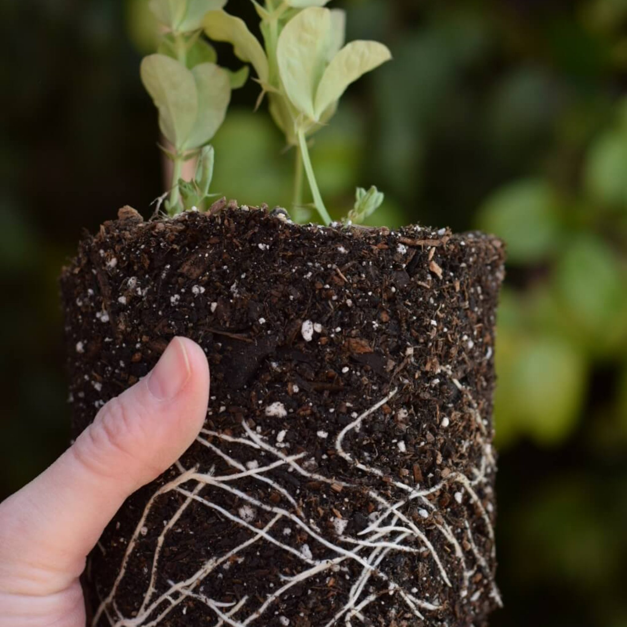 Root-system-of-fall-sown-sweet-pea-plant | The Fancy Garden