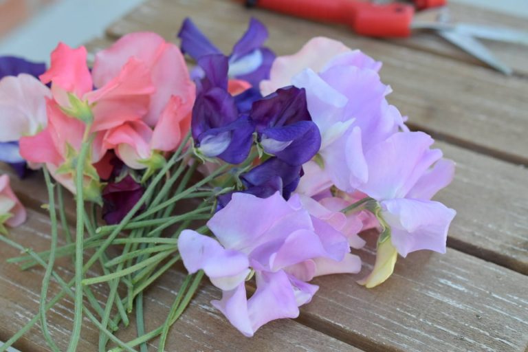 How to Grow AMAZING Sweet Peas in Containers