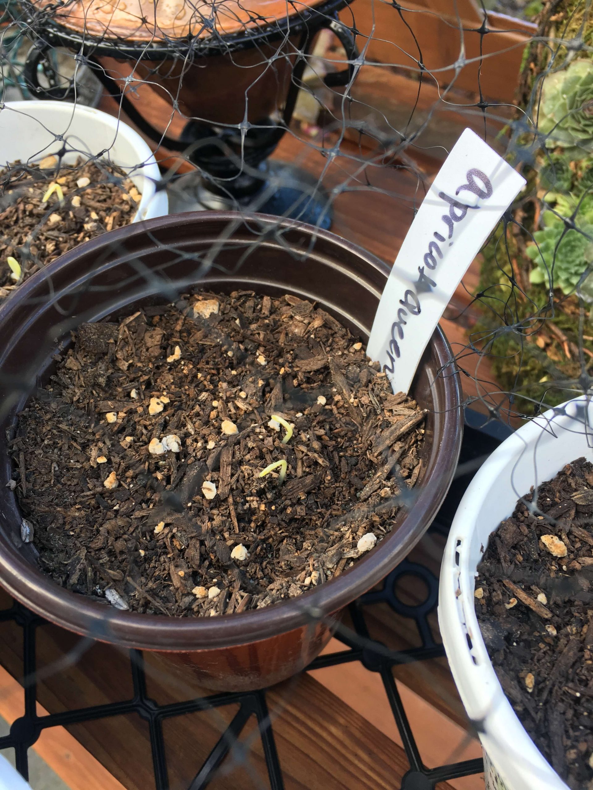 Growing Sweet Peas: Get a Head Start with Autumn Planting