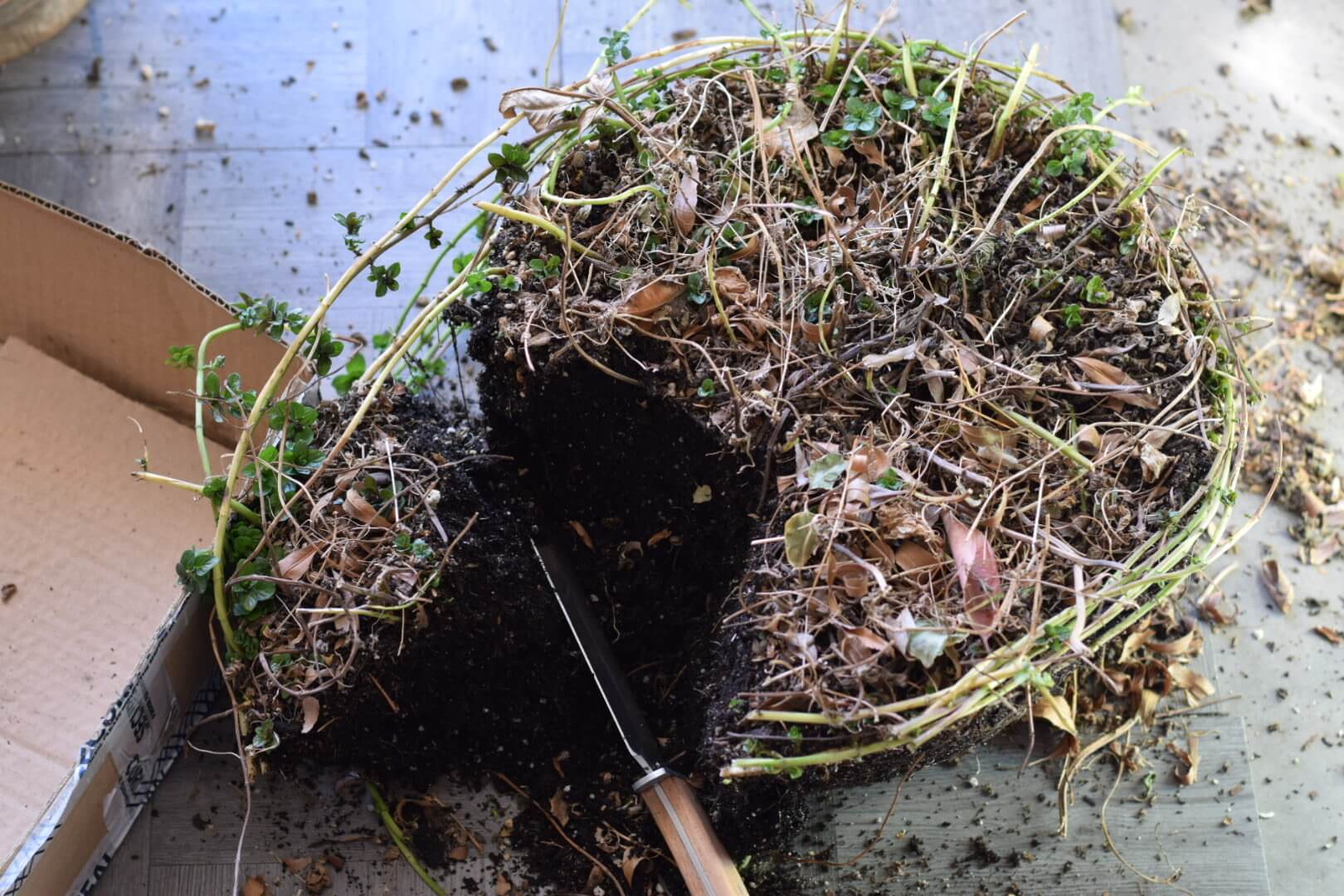 Grow Better Mint When You Divide it Yearly | The Fancy Garden