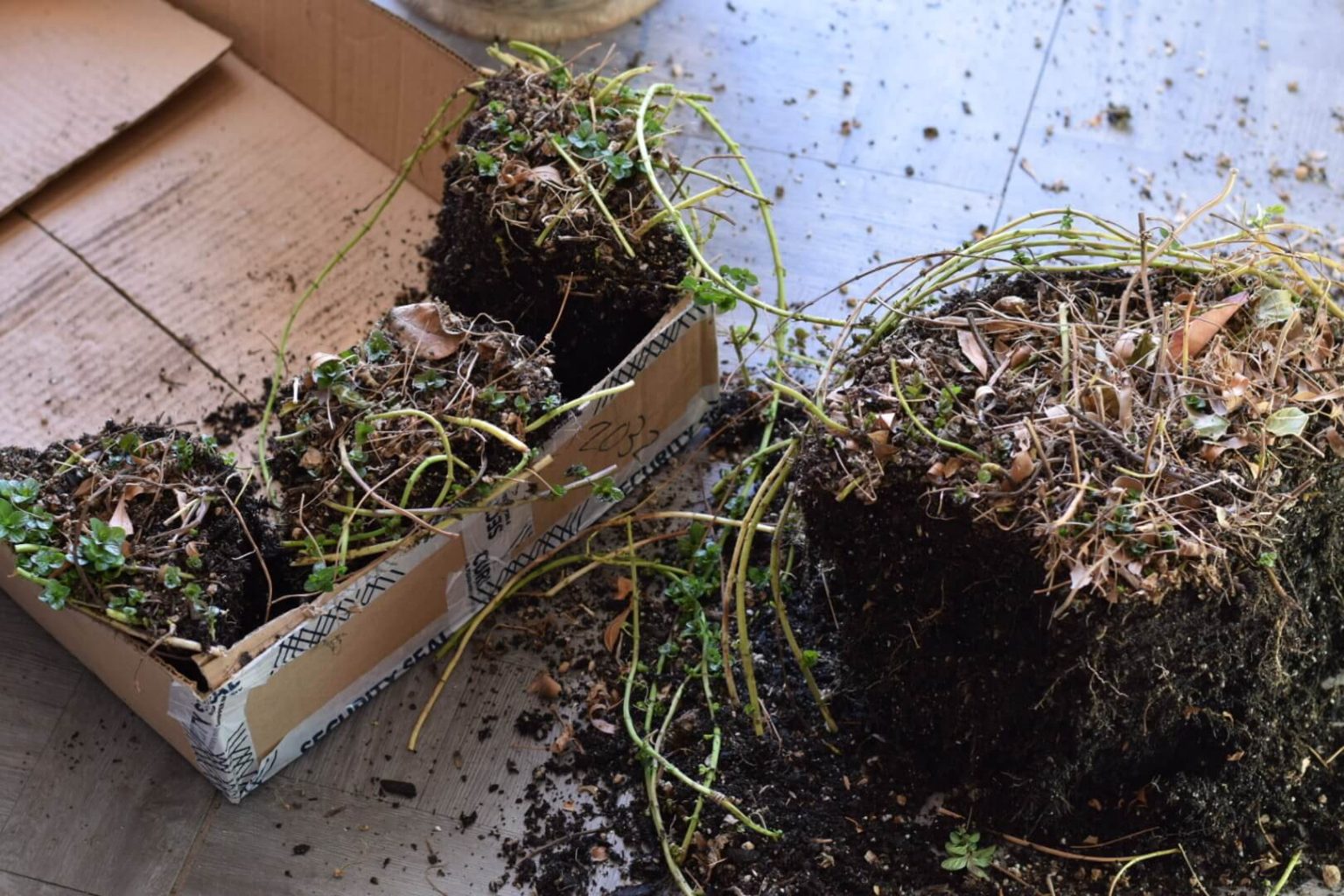 Grow Better Mint When You Divide it Yearly | The Fancy Garden