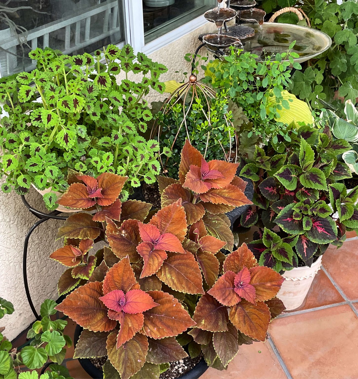Coleus plants in the shade | The Fancy Garden
