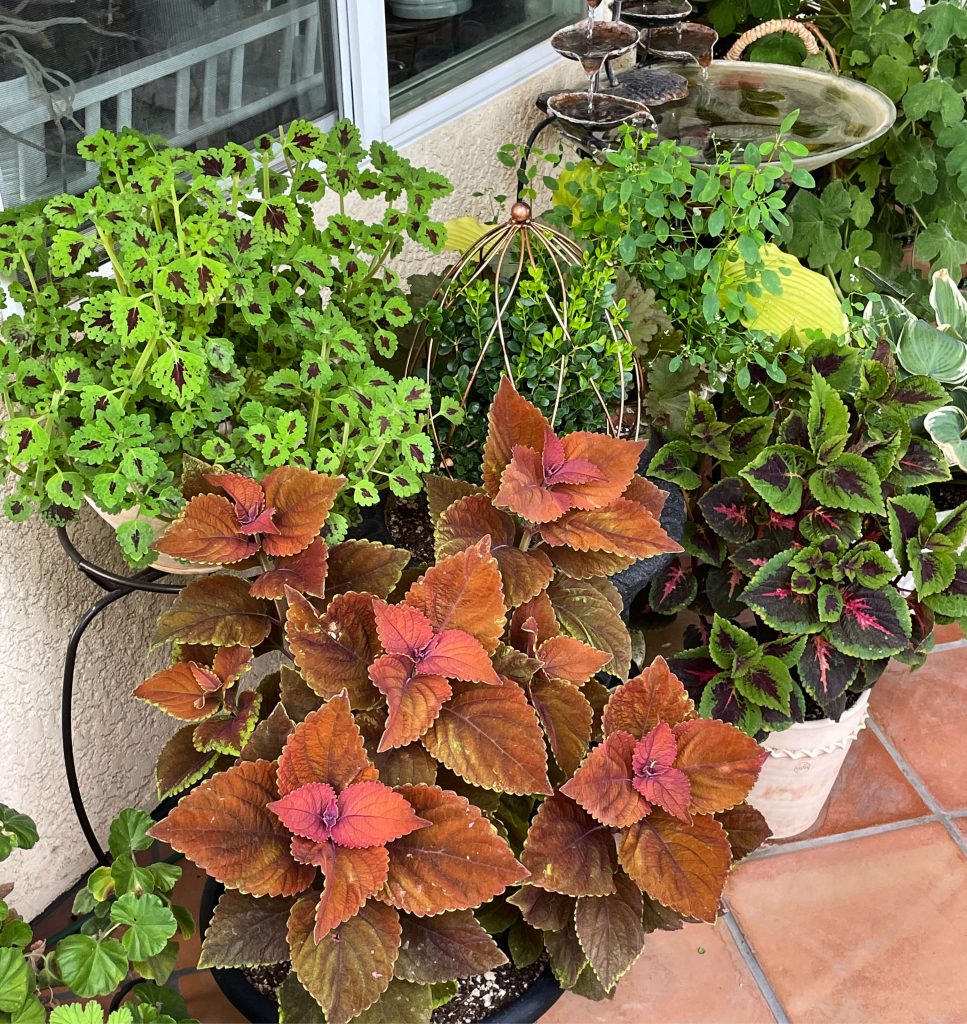 Coleus plants in the shade | The Fancy Garden
