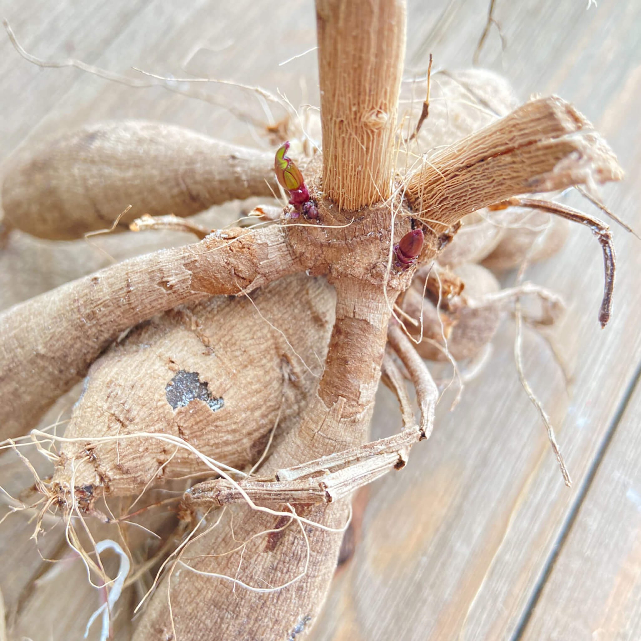 How to Successfully Grow Stunning Dahlias in Pots