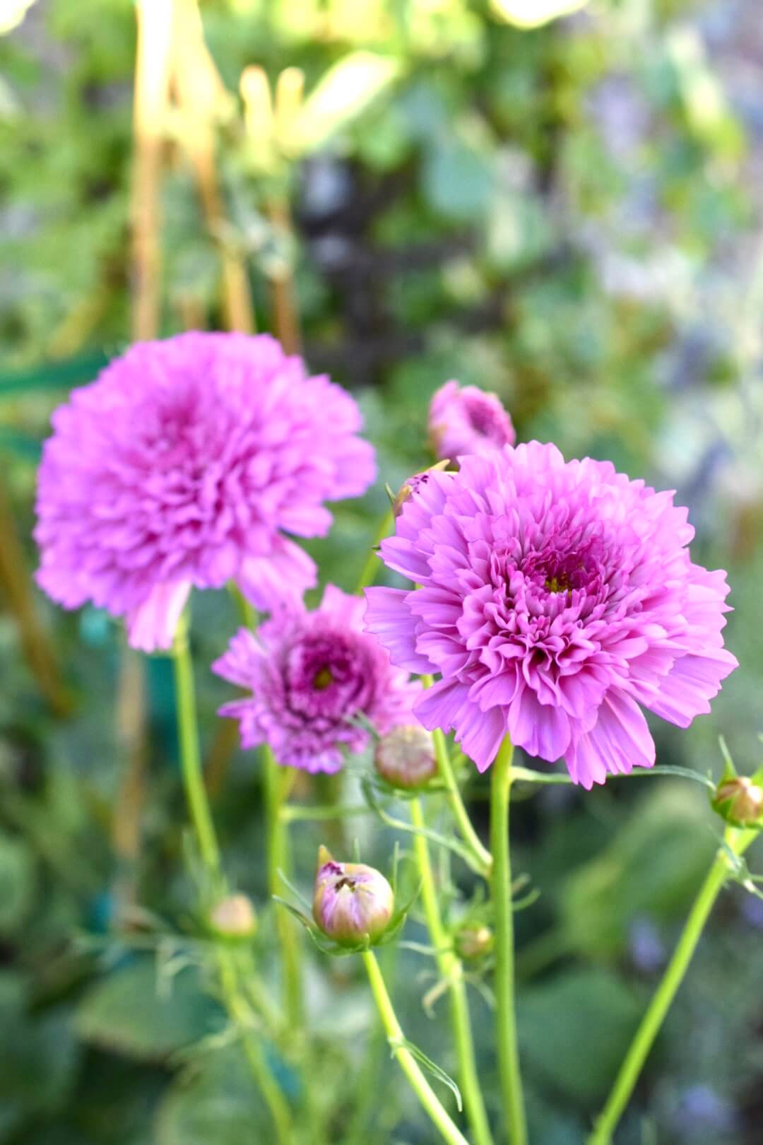 Double click cosmos | The Fancy Garden