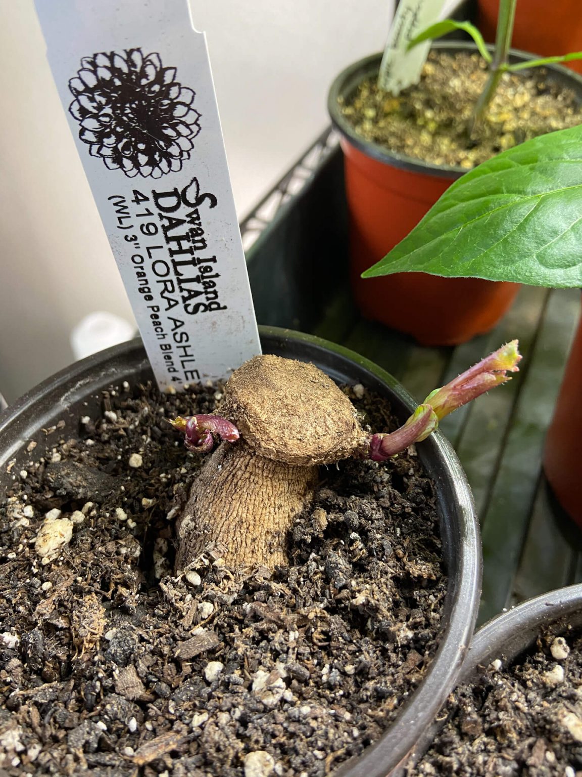 How to Successfully Grow Stunning Dahlias in Pots