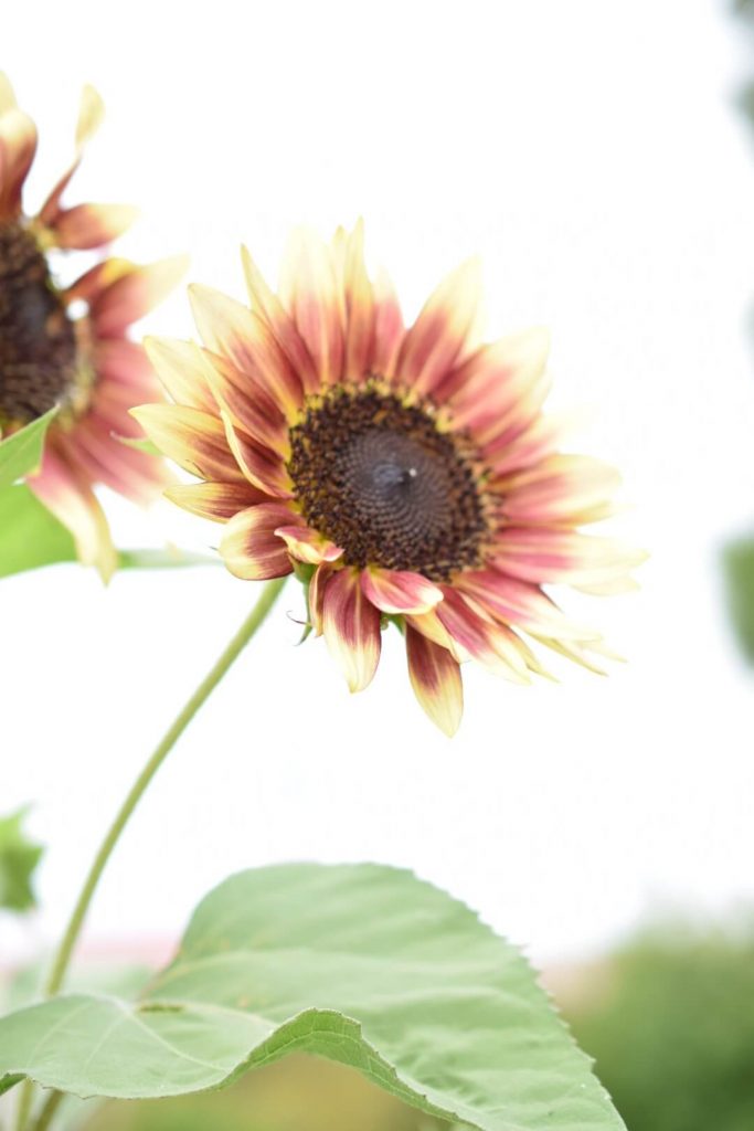Ruby Eclipse Sunflowers | The Fancy Garden