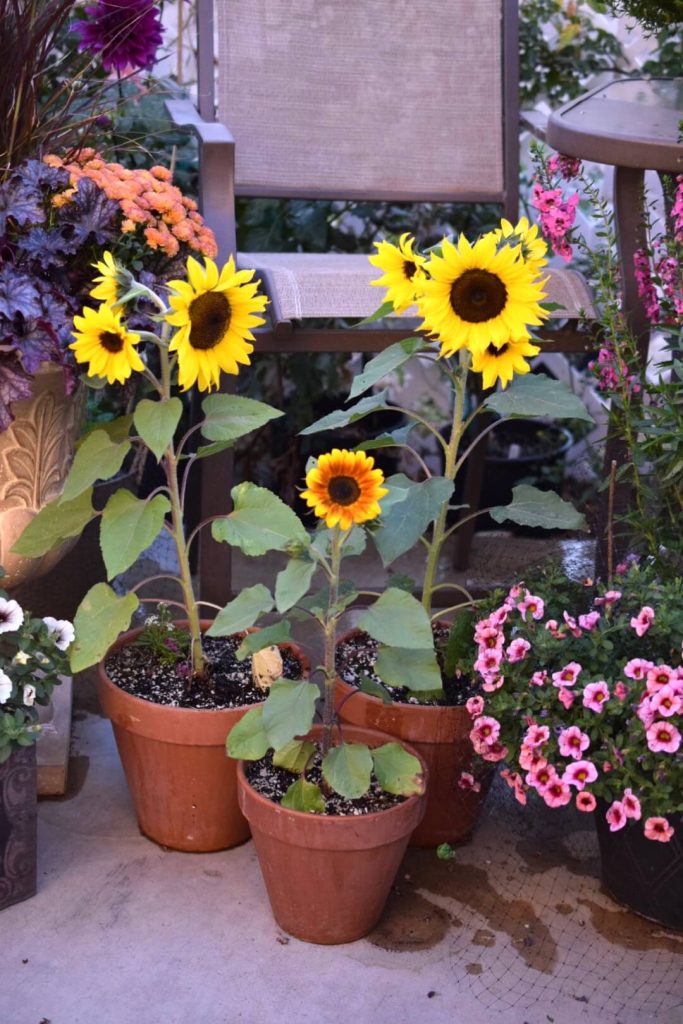dwarf sunflowers | The Fancy Garden