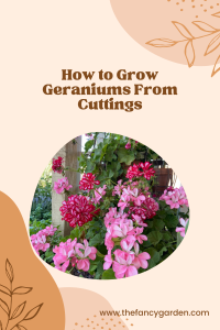 Geranium Cuttings- How to Propagate Geraniums the Easy Way!