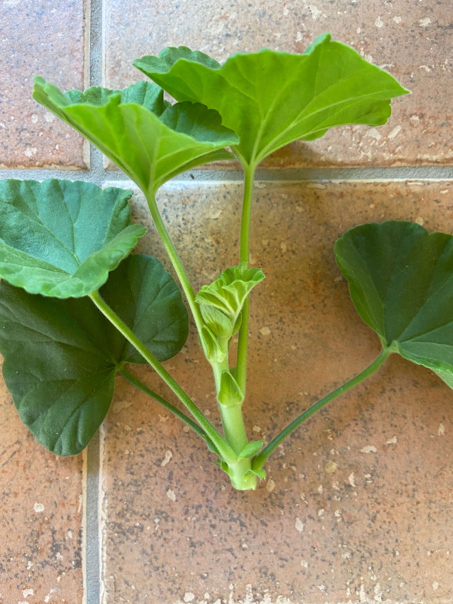 geranium cutting | The Fancy Garden