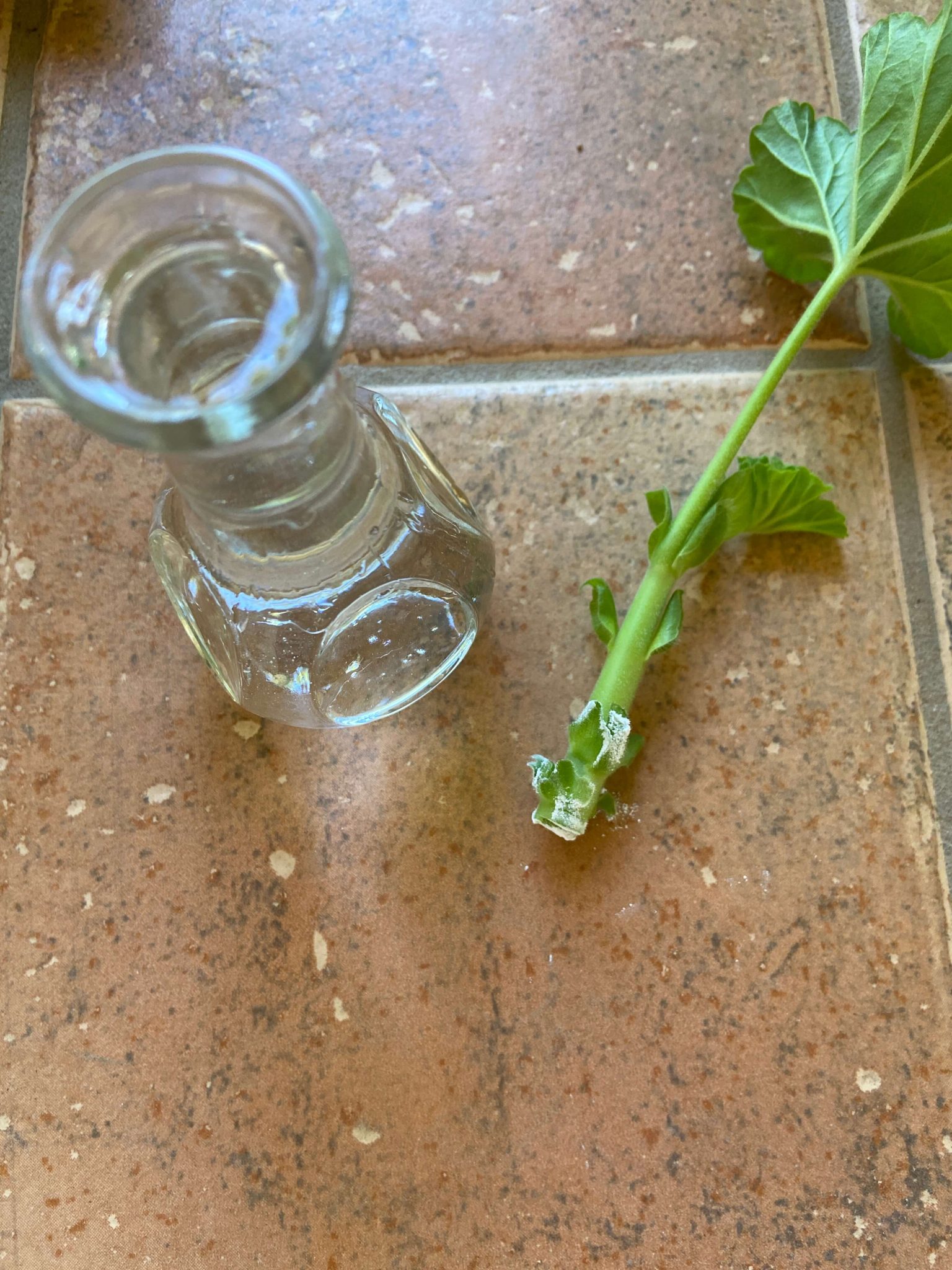 Geranium Cuttings- How to Propagate Geraniums the Easy Way!