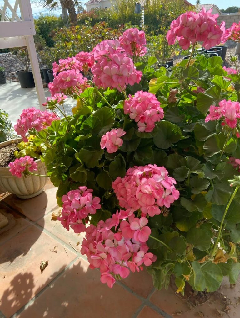 Geranium Cuttings- How to Propagate Geraniums the Easy Way!
