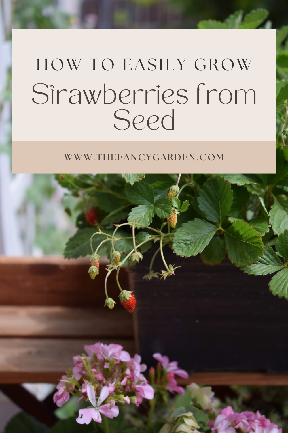 How to Easily Grow Delicious Strawberries from Seed