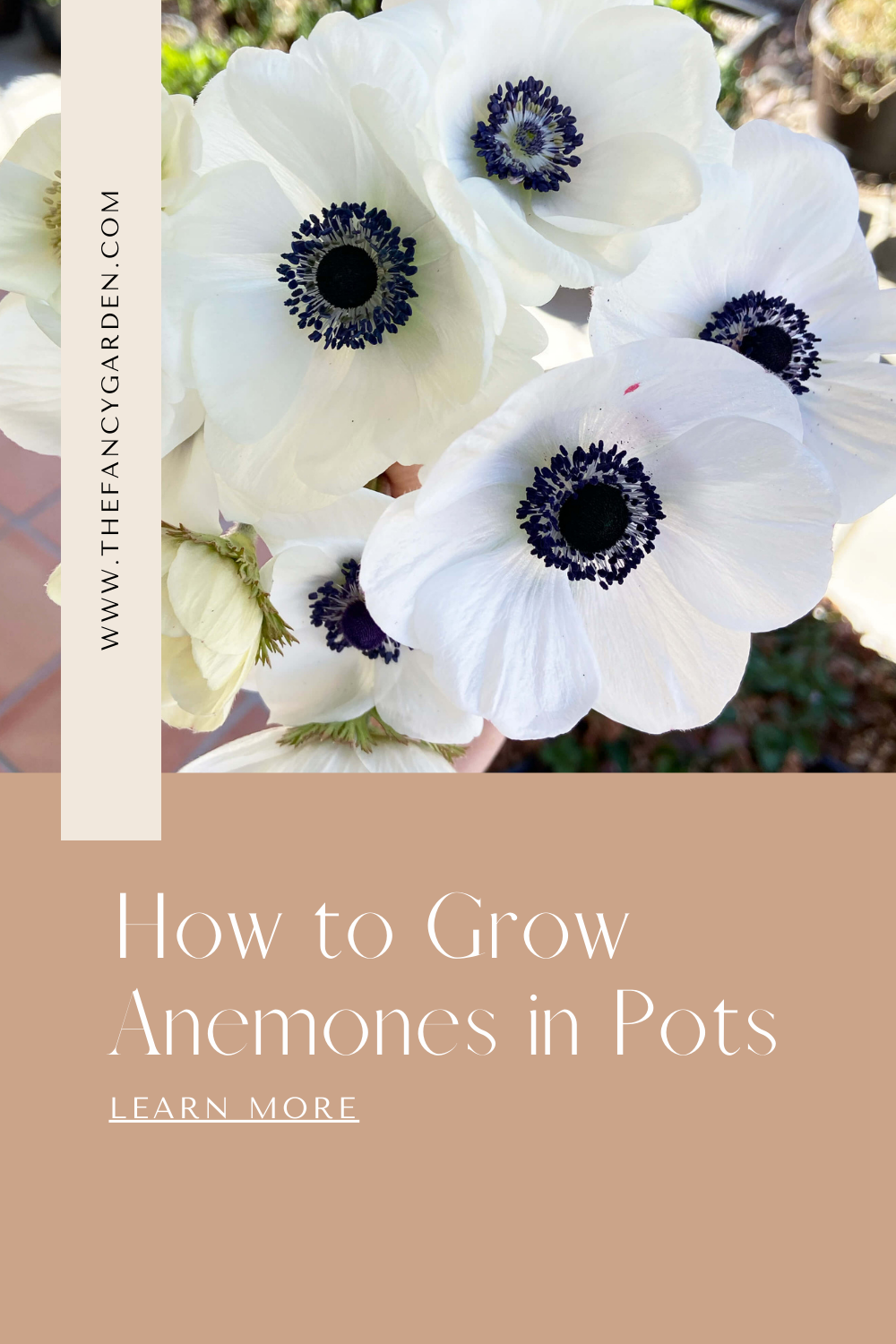 How to be Successful Growing Anemones in Pots