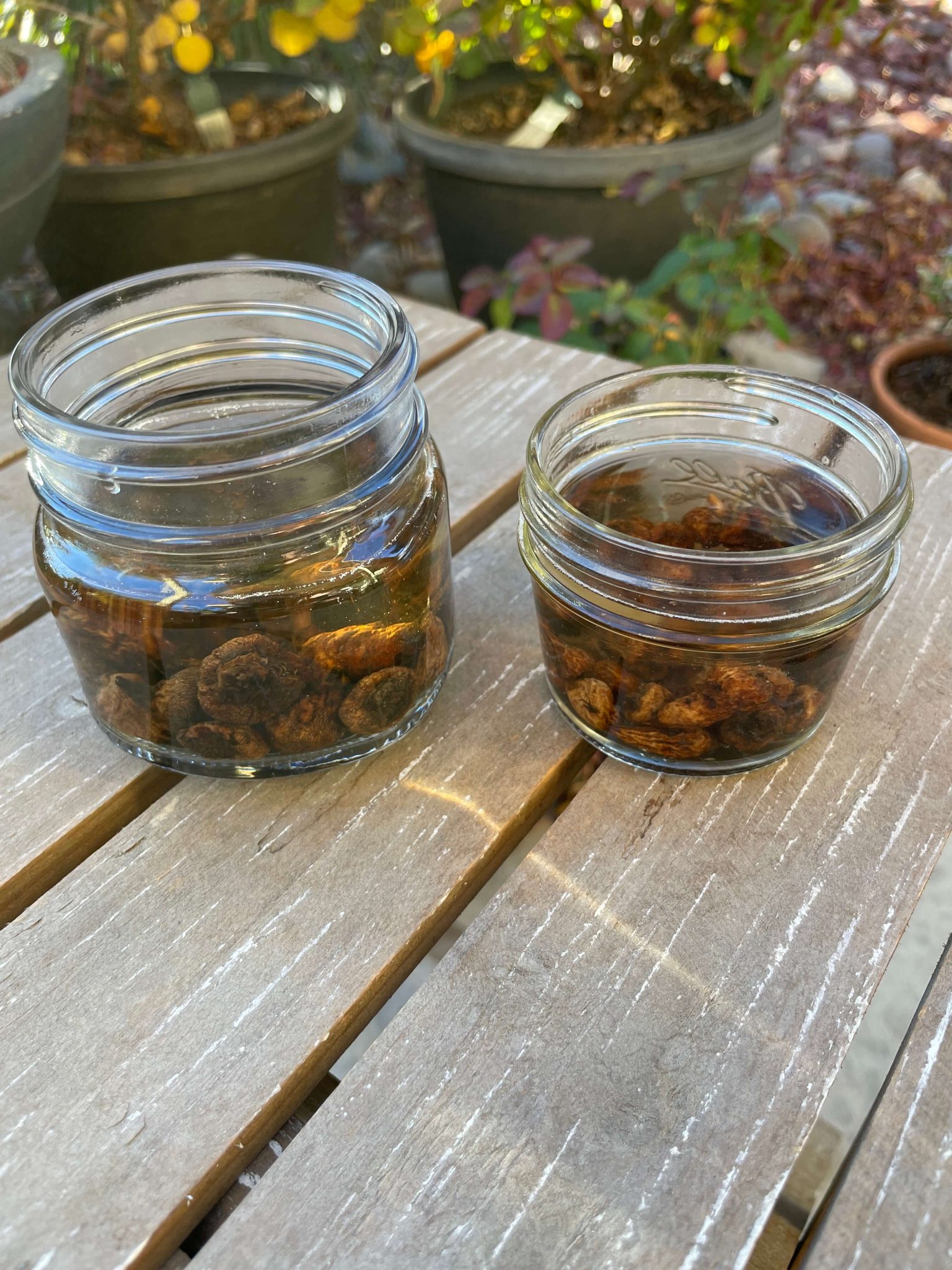 How to be Successful Growing Anemones in Pots