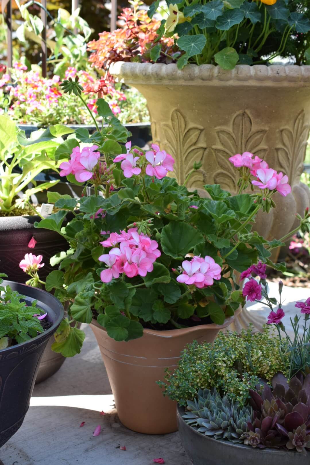 How to Easily Grow Beautiful Zonal Geraniums from Seed