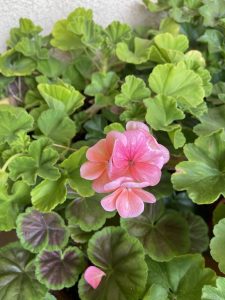 How to Easily Grow Beautiful Zonal Geraniums from Seed