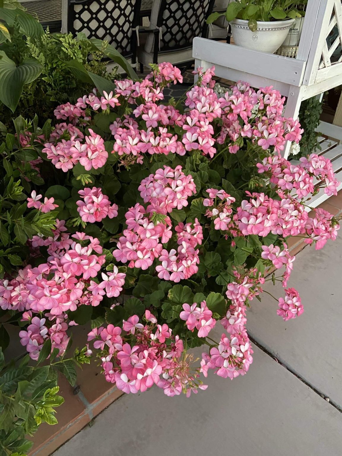 How to Easily Grow Beautiful Zonal Geraniums from Seed