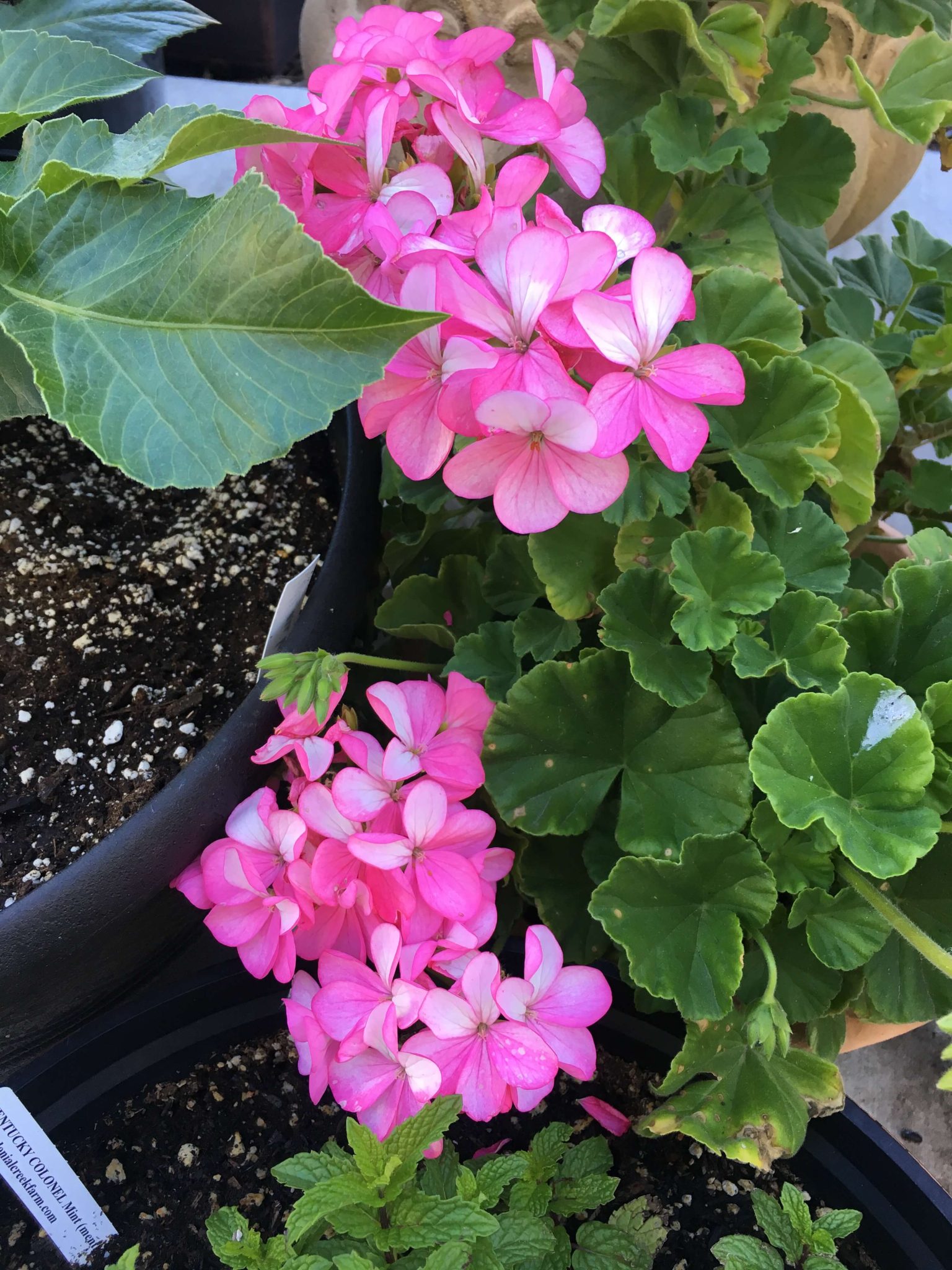 pretty geraniums | The Fancy Garden