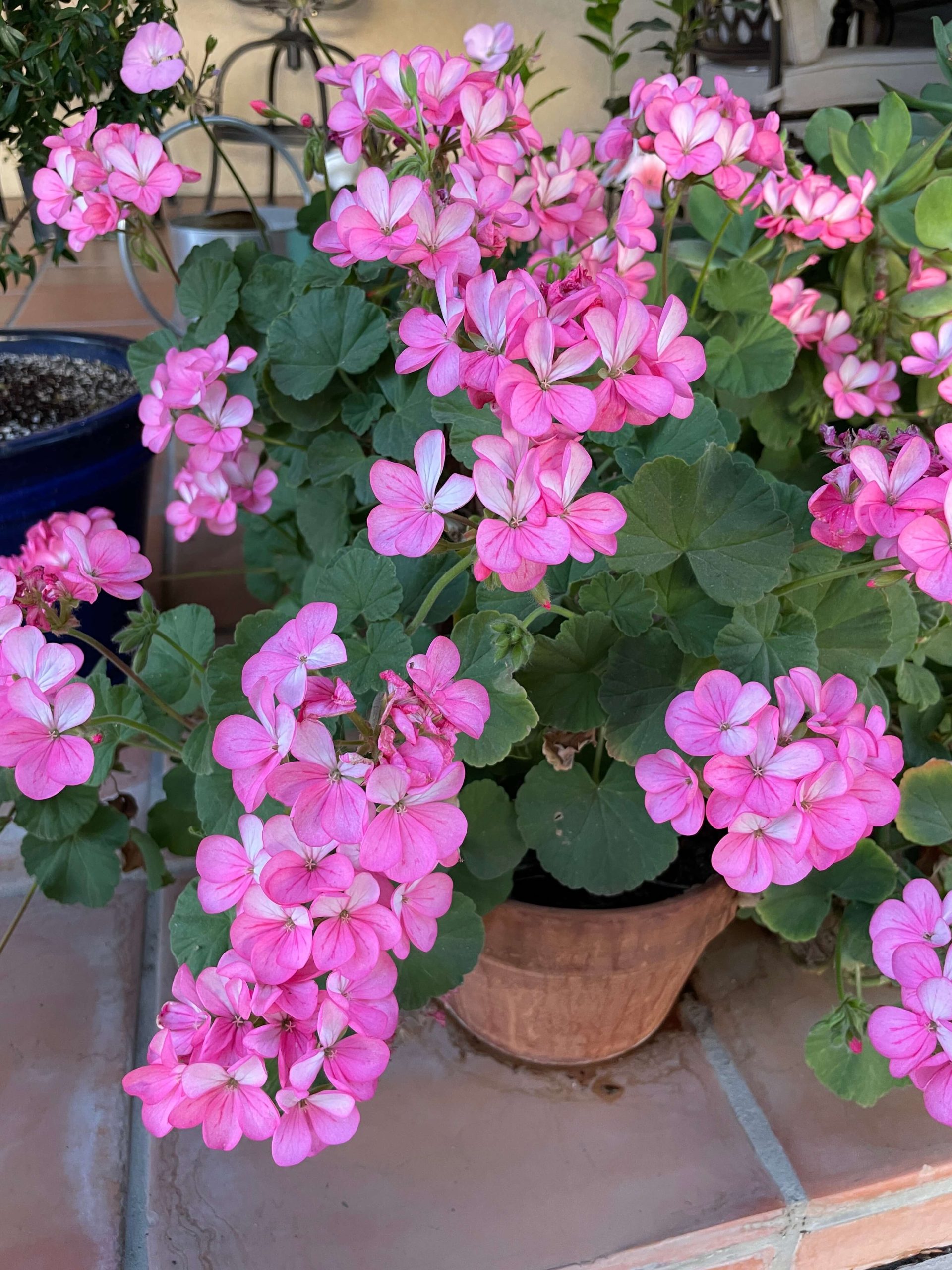 How to Easily Grow Beautiful Zonal Geraniums from Seed