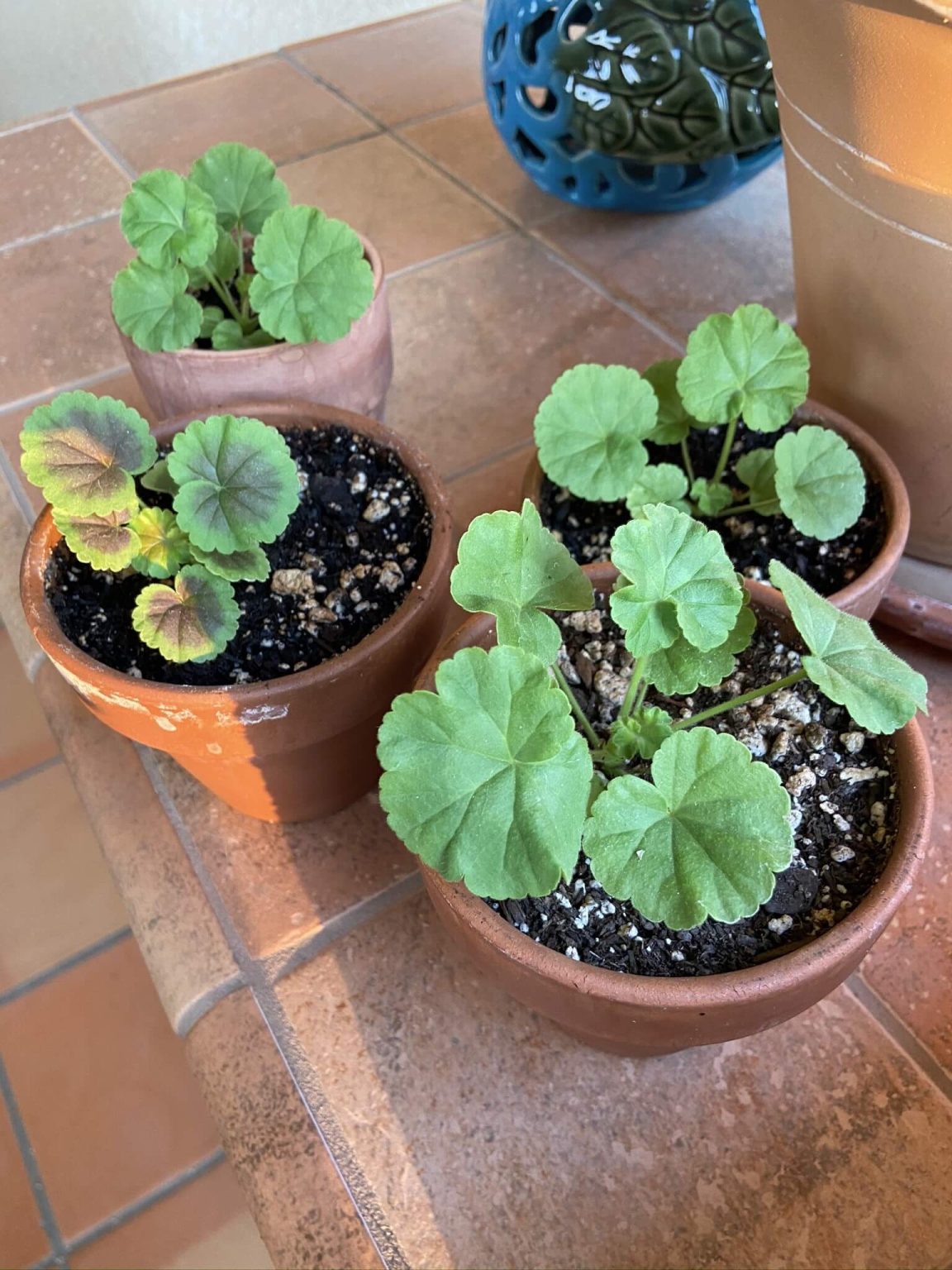 How to Easily Grow Beautiful Zonal Geraniums from Seed